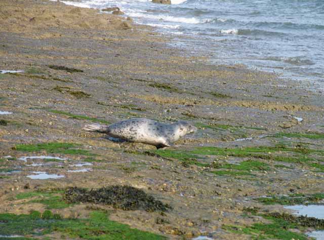 'Seal Selfie' Craze Slammed by Charity - Filey