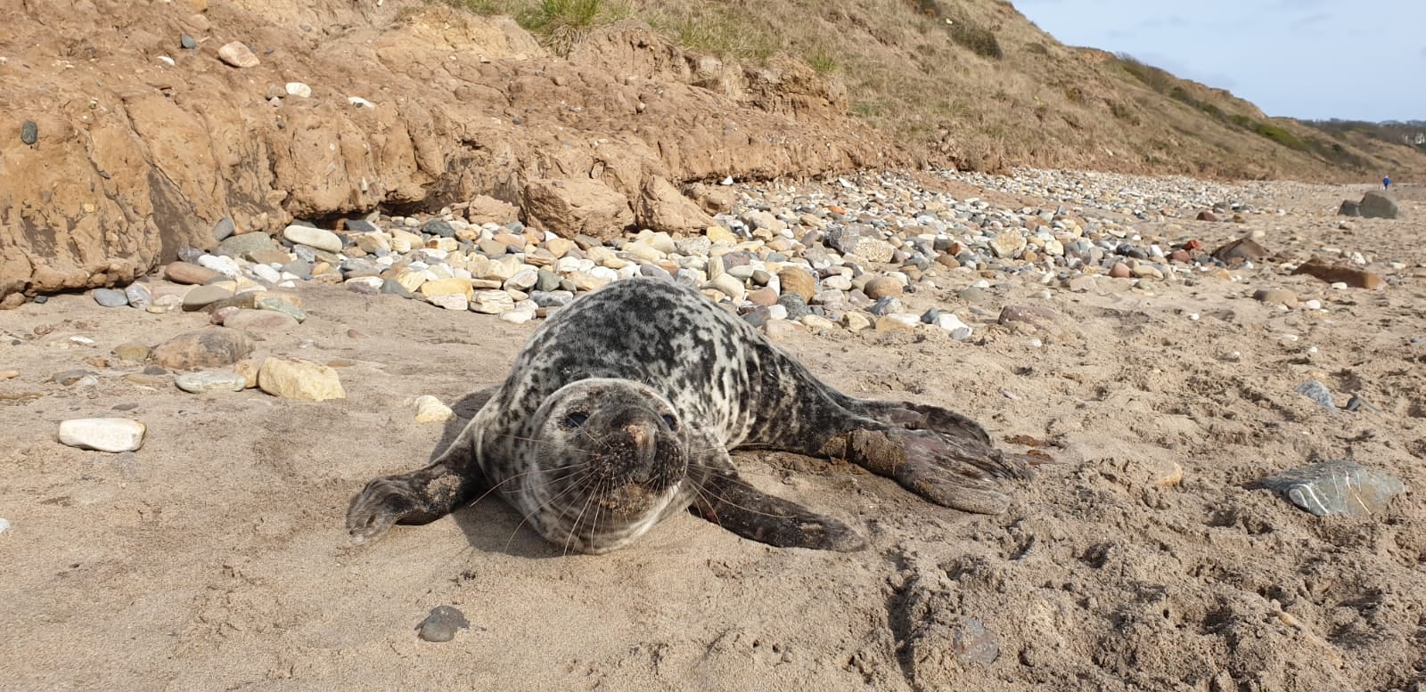 The Seals of Filey Bay; it's their beach as well - Filey